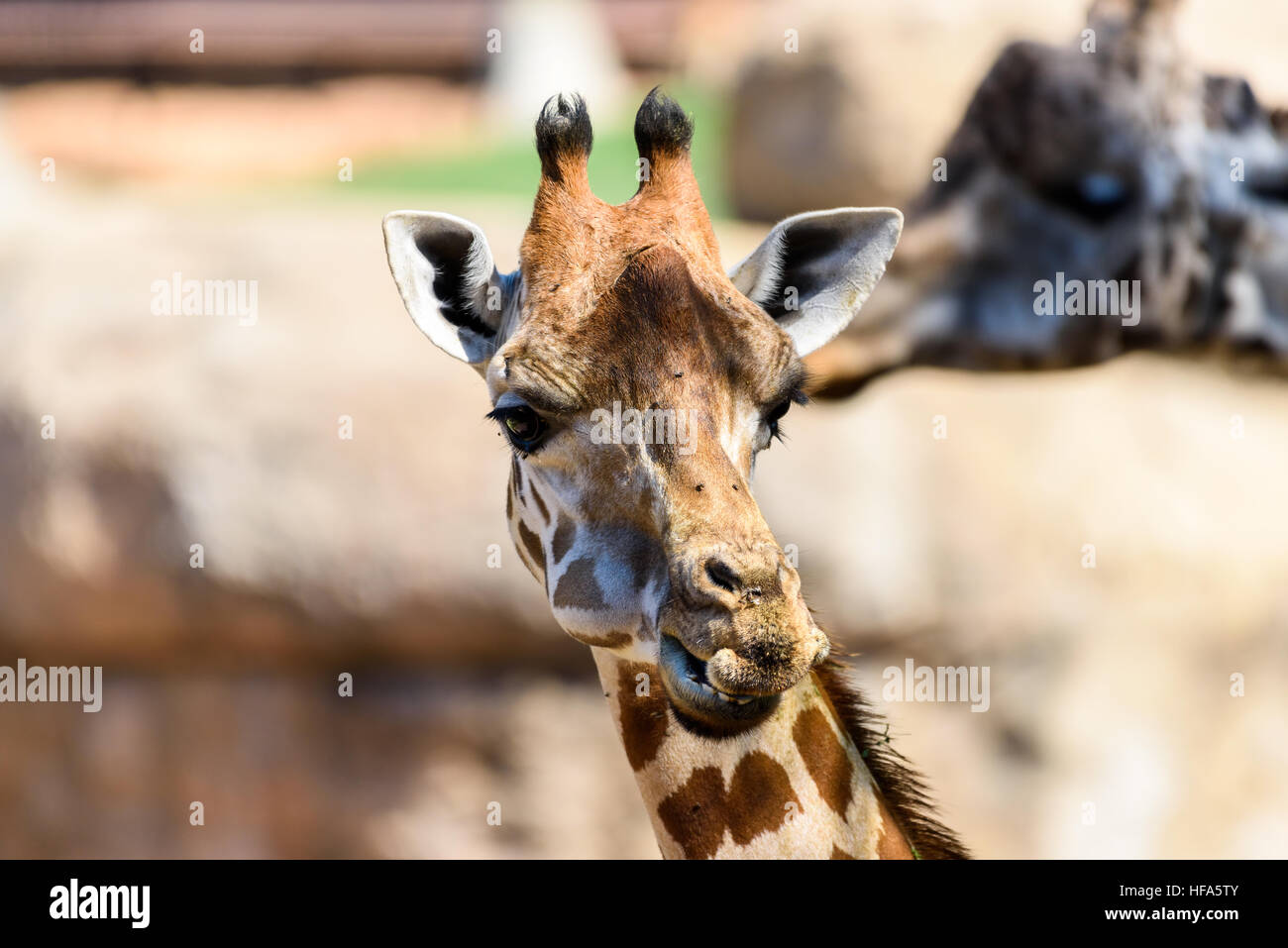 Wild African Giraffe Head Portrait Stock Photo - Alamy