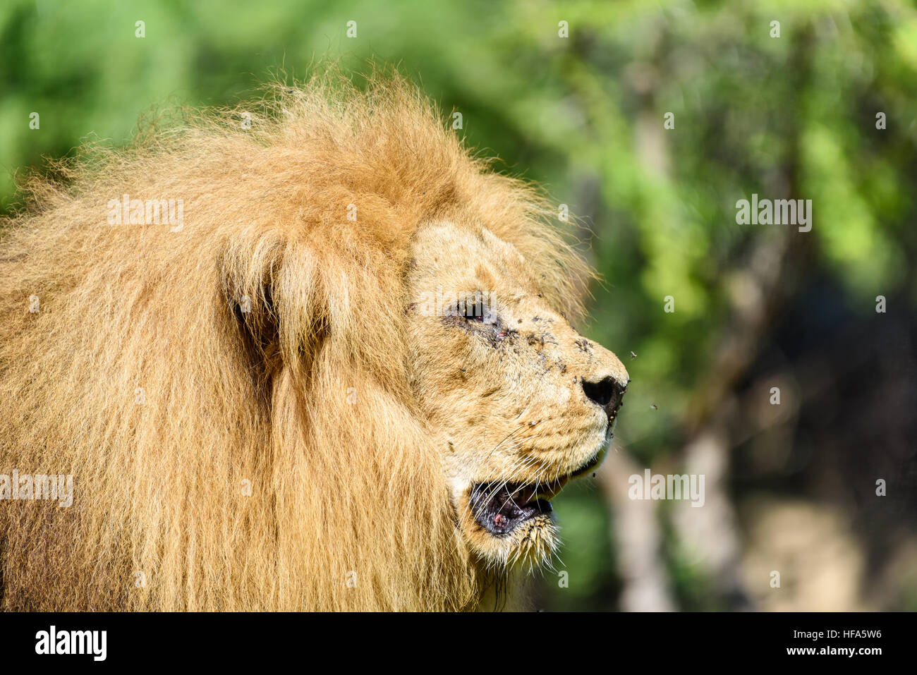Wild African Lion King Portrait Stock Photo - Alamy