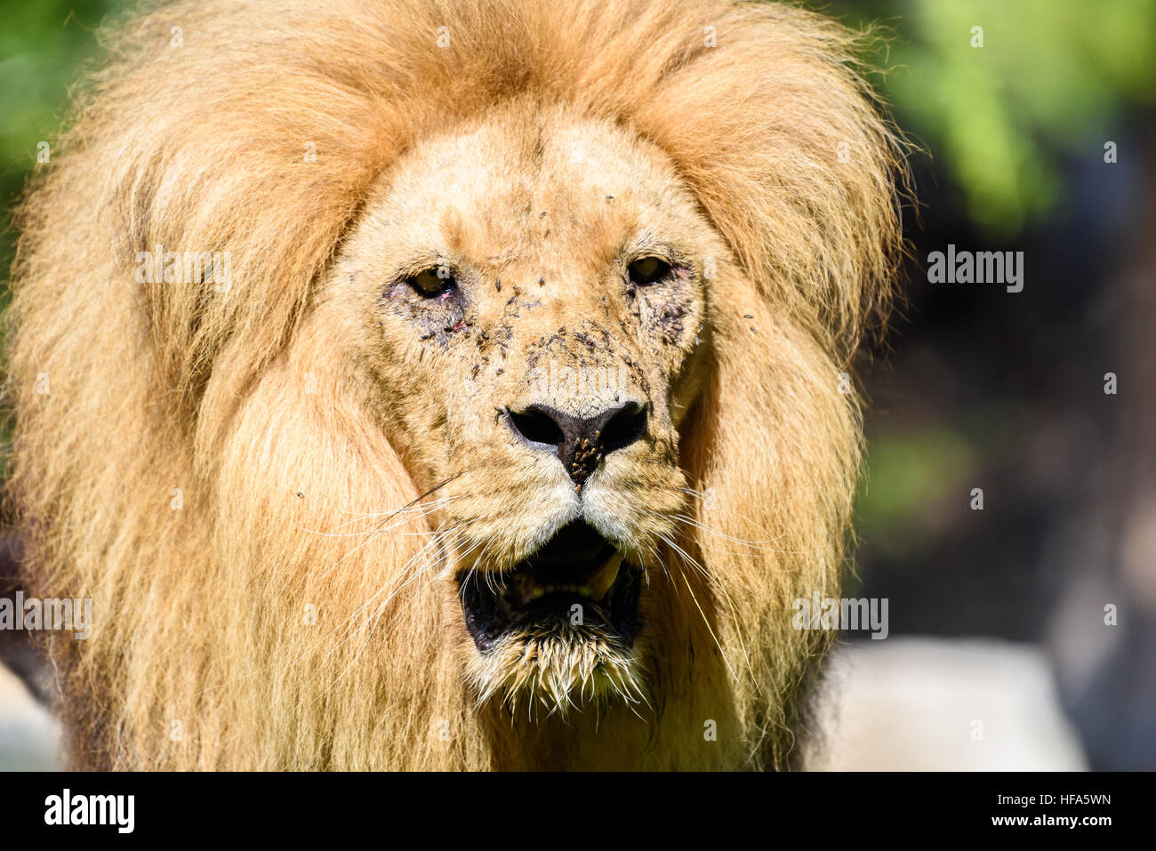 Roaring lion portrait hi-res stock photography and images - Alamy