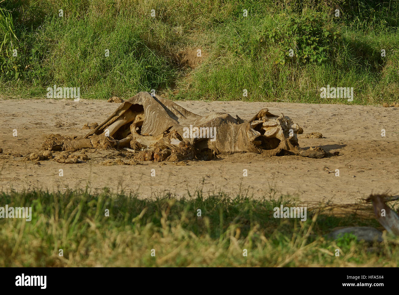 Ivory elephant poaching carcass hi-res stock photography and images - Alamy