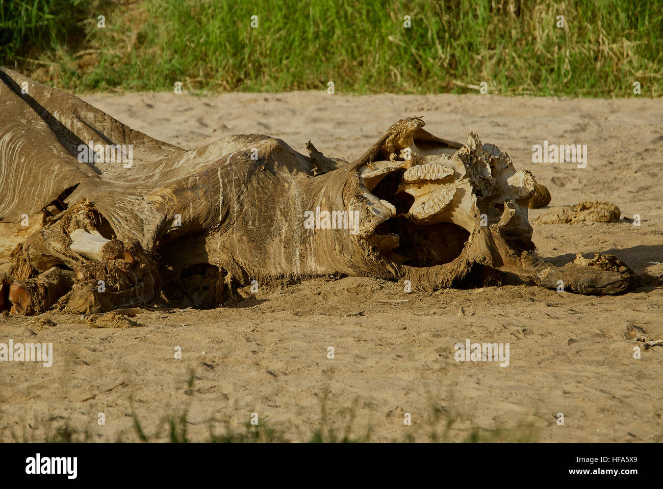 Elephant skeleton ivory hi-res stock photography and images - Alamy