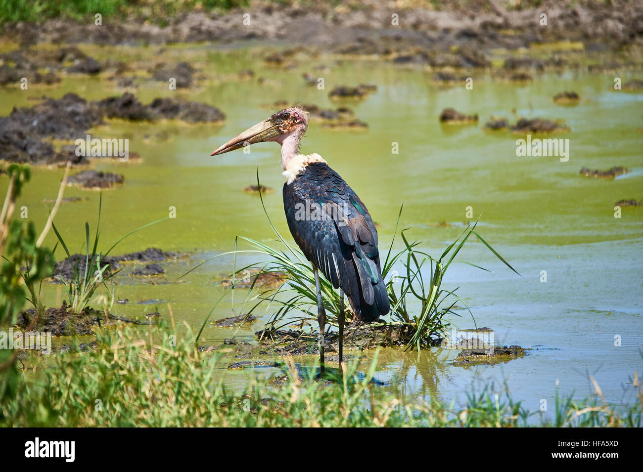 Pink bold head hi-res stock photography and images - Alamy