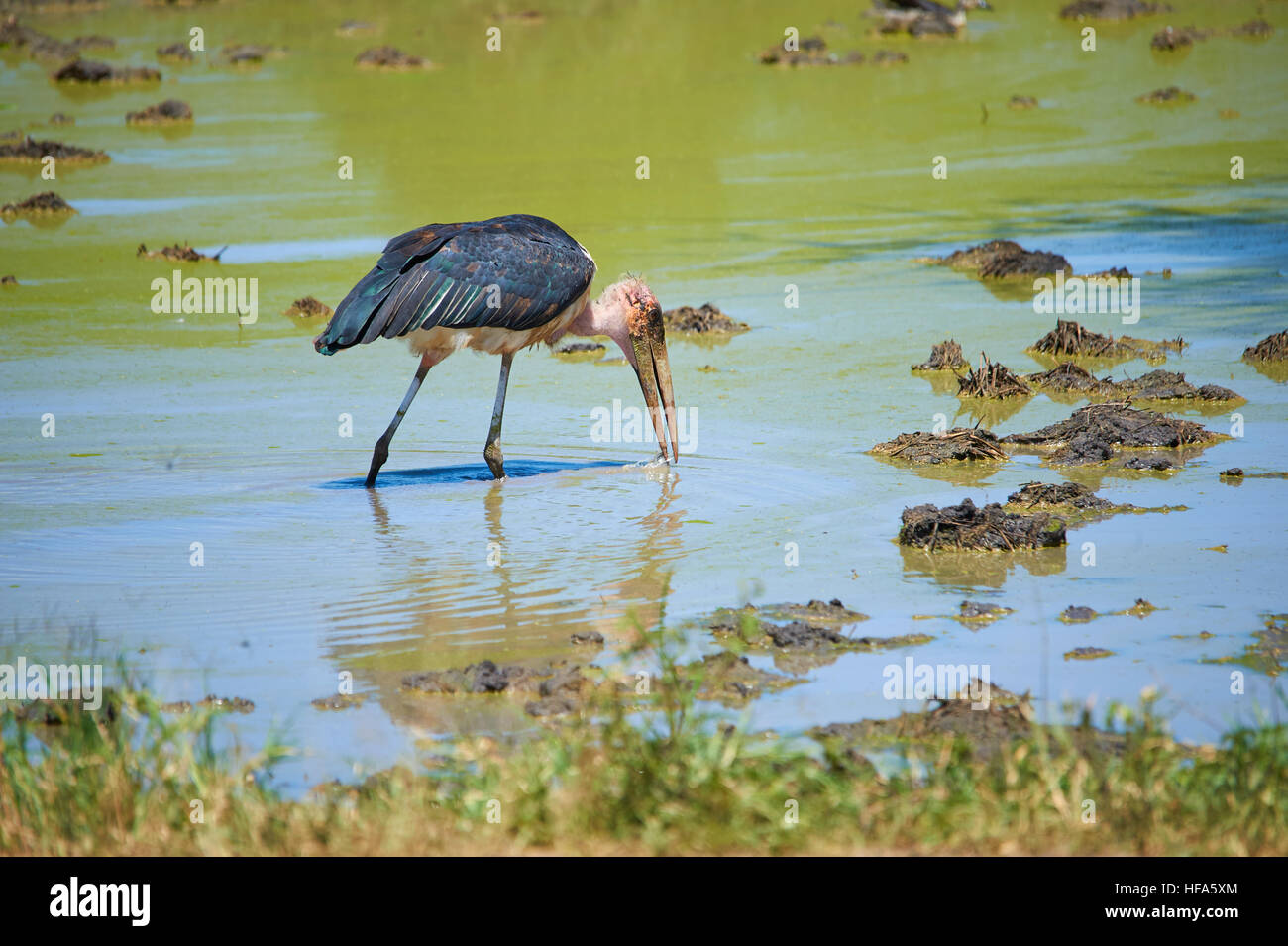 Searching water africa hi-res stock photography and images - Alamy