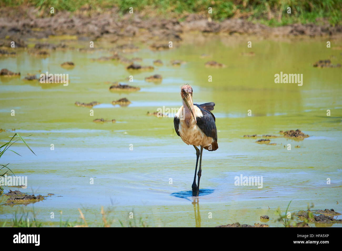 Stork marabu hi-res stock photography and images - Alamy