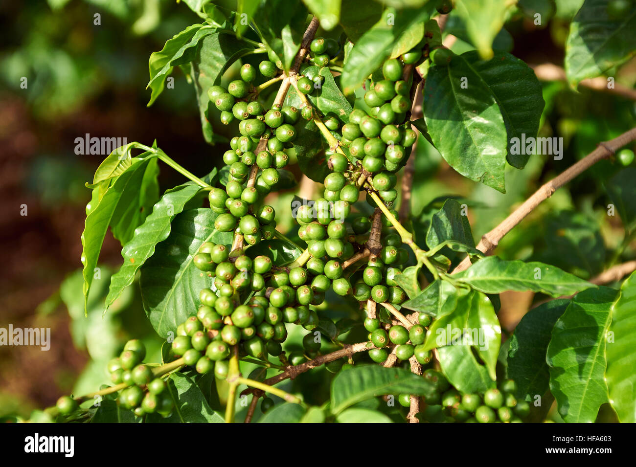 Coffee, growing well in the foot hills of Mt Meru, Arusha, Tanzania ...