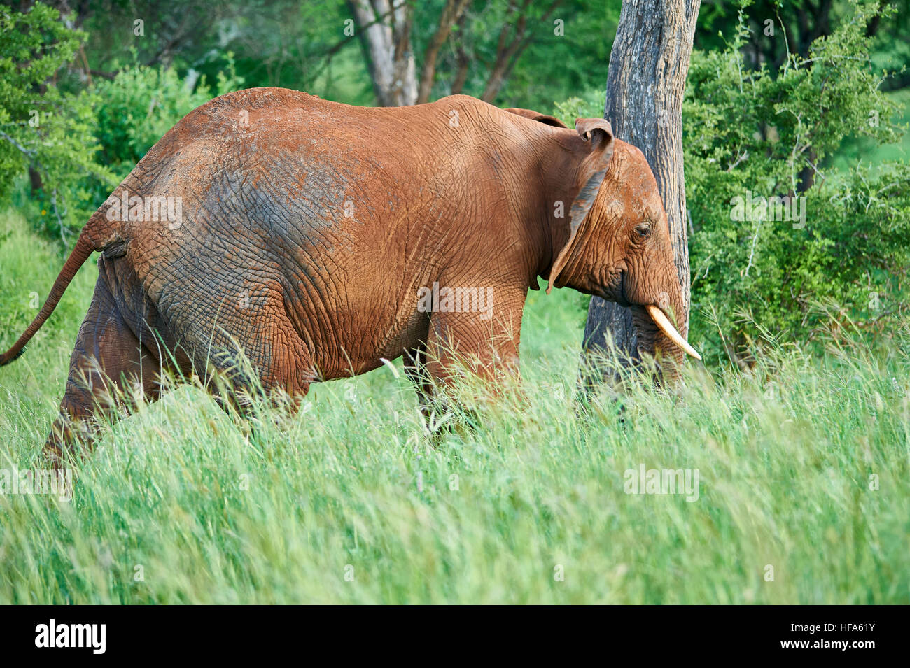 Elephant covered in red dust, roaming the Tarangire river valley in ...