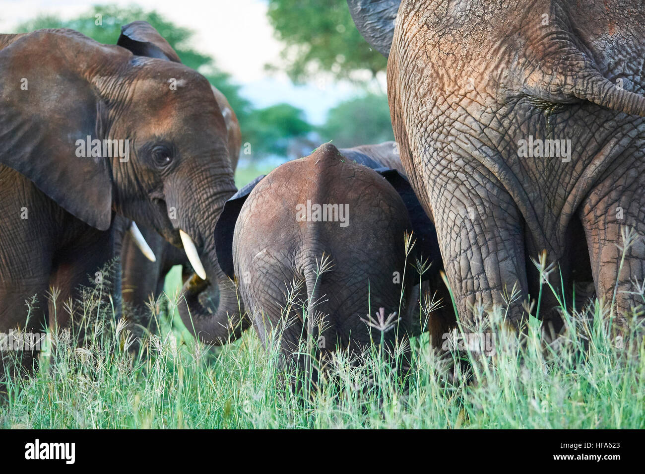 Elephant matriarch protecting her calf and juvenile offspring while ...