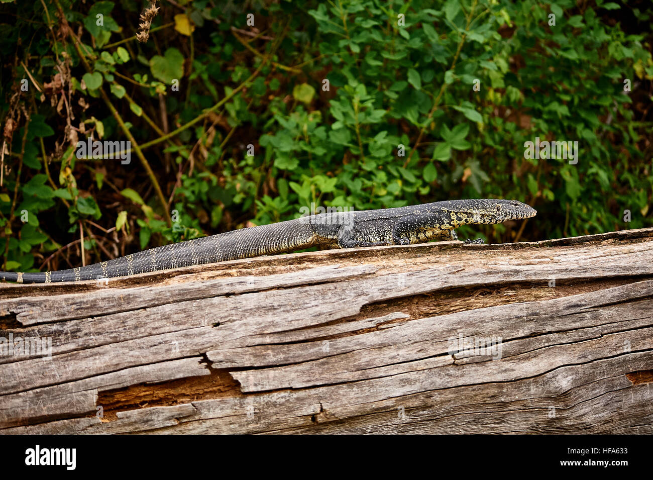 Nile monitor lizard hi-res stock photography and images - Alamy