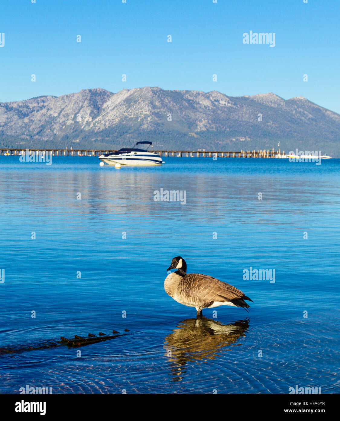 Canada goose at Lake Tahoe Stock Photo - Alamy
