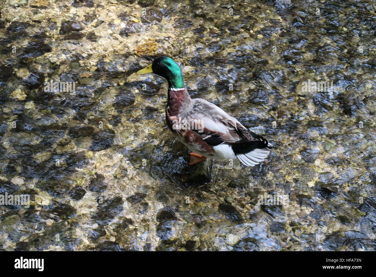 Duck is Walking in a Small River Stock Photo - Alamy