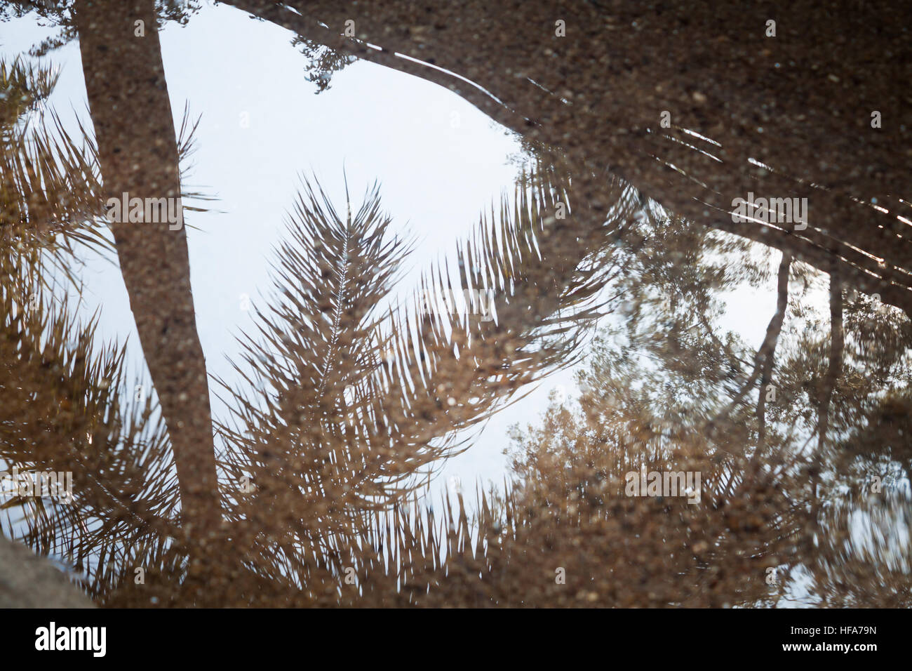 Tree reflection on lake surface hi-res stock photography and images - Alamy
