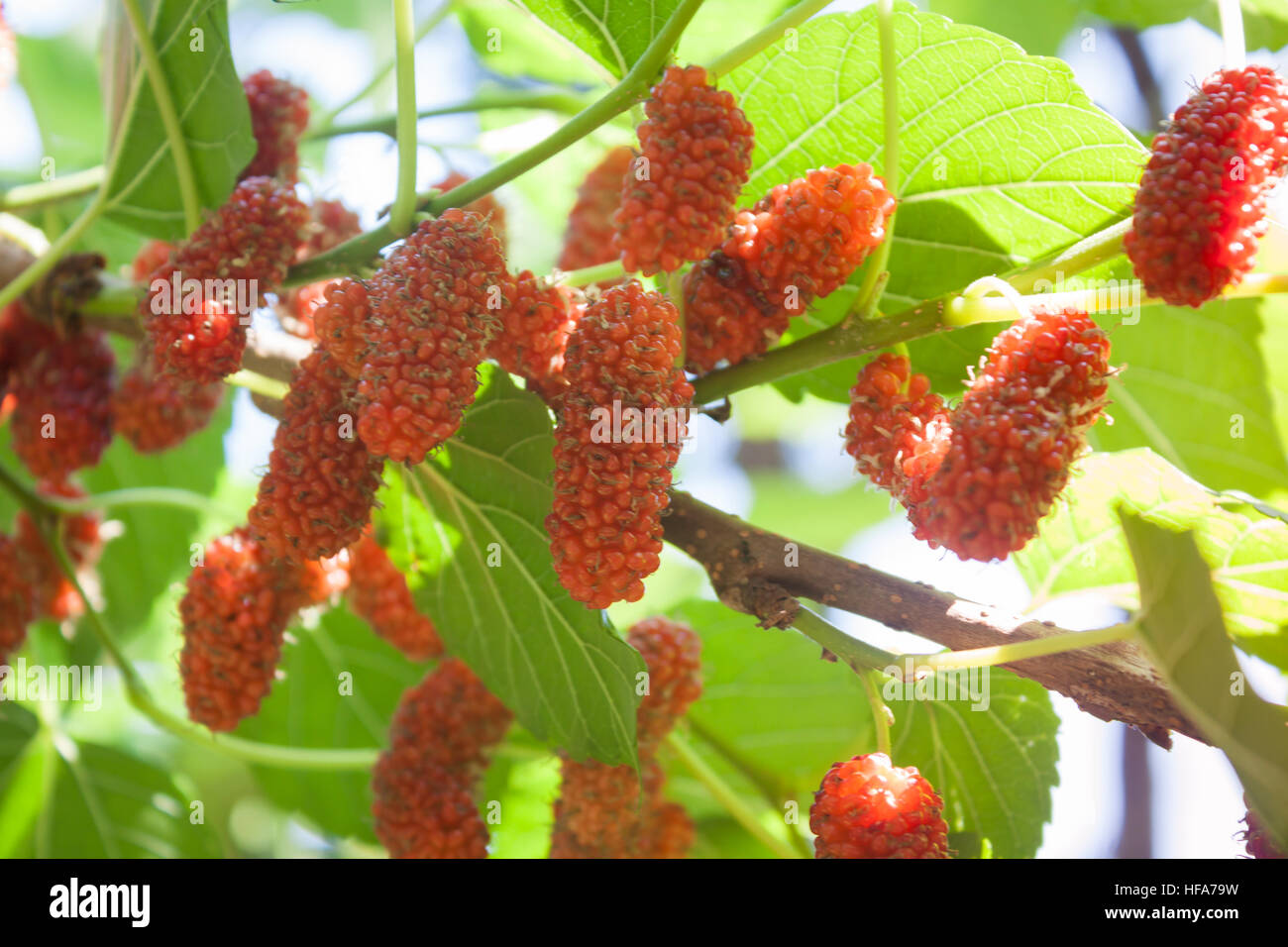 Red mulberries hi-res stock photography and images - Alamy