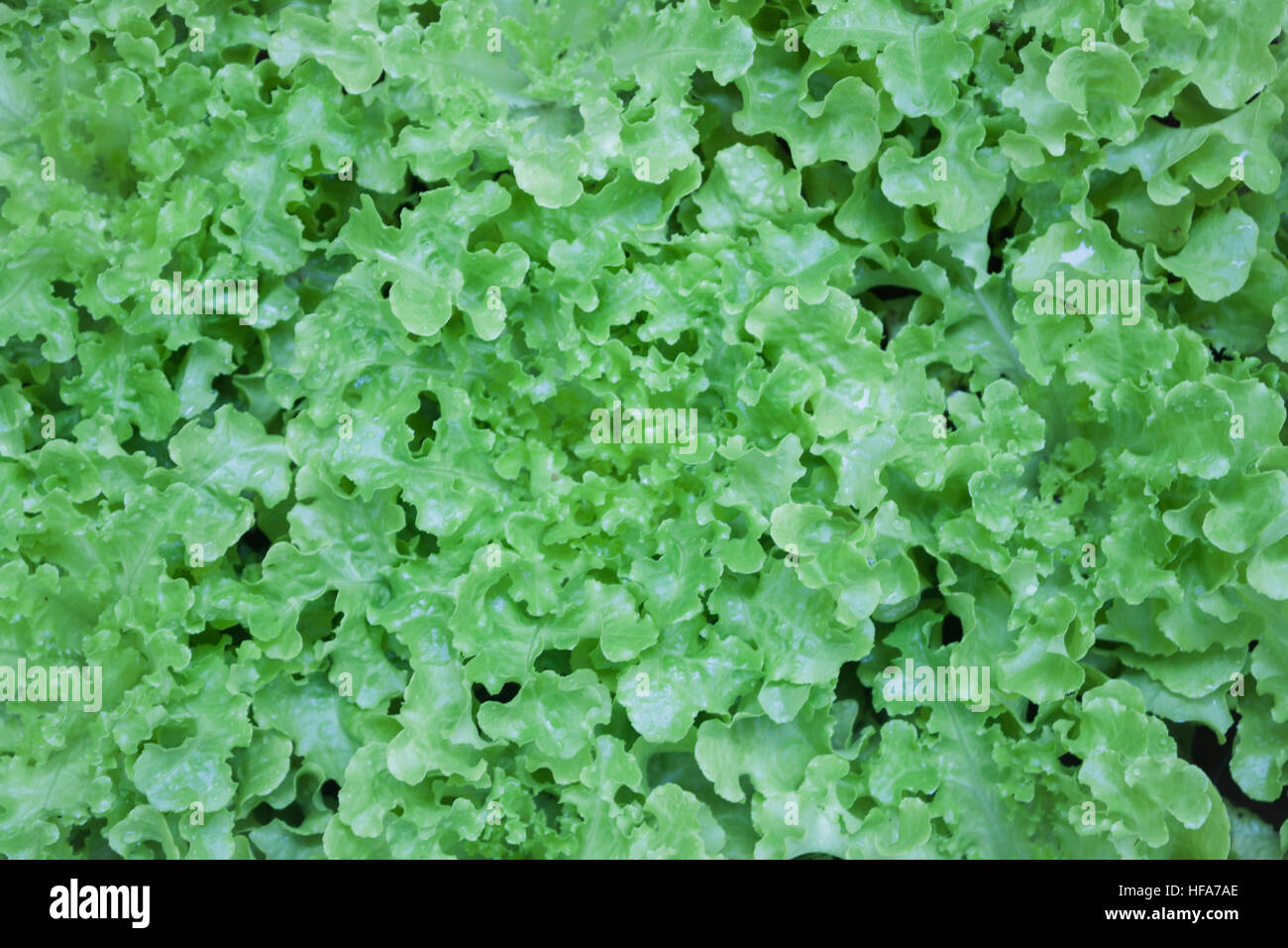 Top view macro lettuce hi-res stock photography and images - Alamy