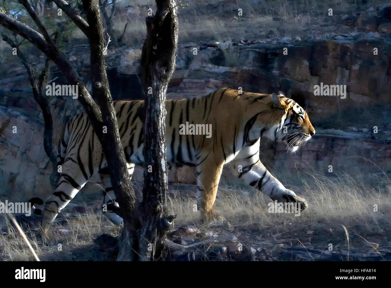Terror of bengal hi-res stock photography and images - Alamy