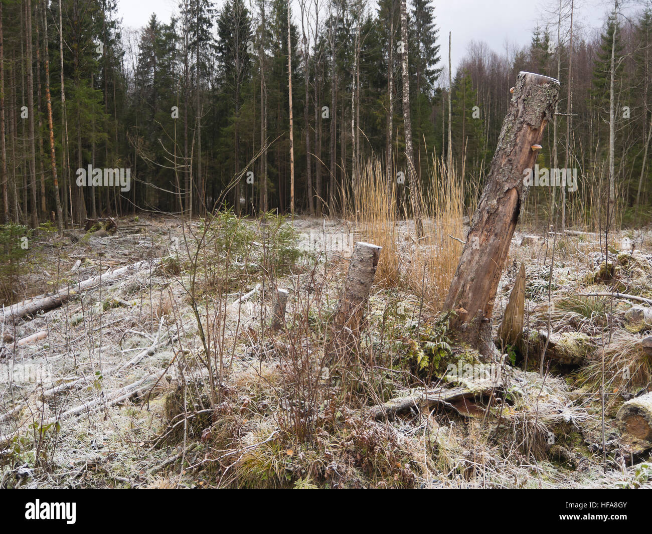 Forest clearing in winter or late autumn, sawed off tree trunks frosted ...