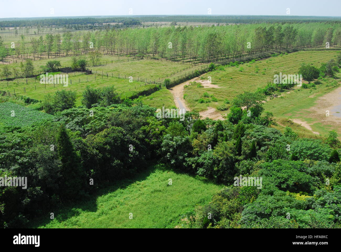 Dafeng National Natural Reserve Stock Photo - Alamy