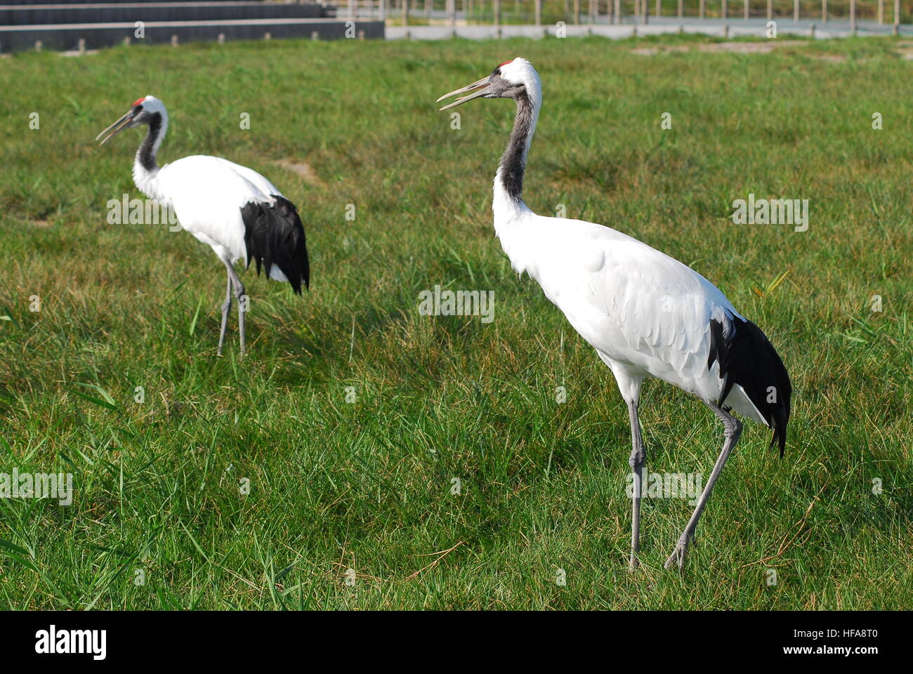 Yancheng natural hi-res stock photography and images - Alamy