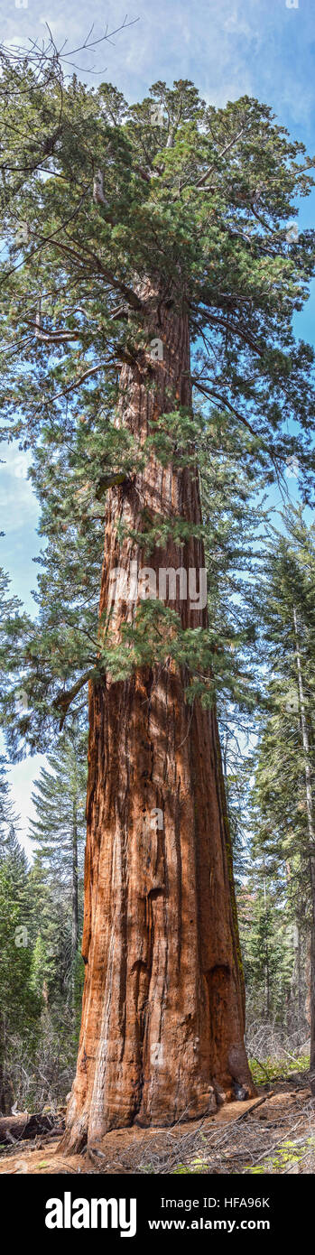 Giant sequoia tree hi-res stock photography and images - Alamy