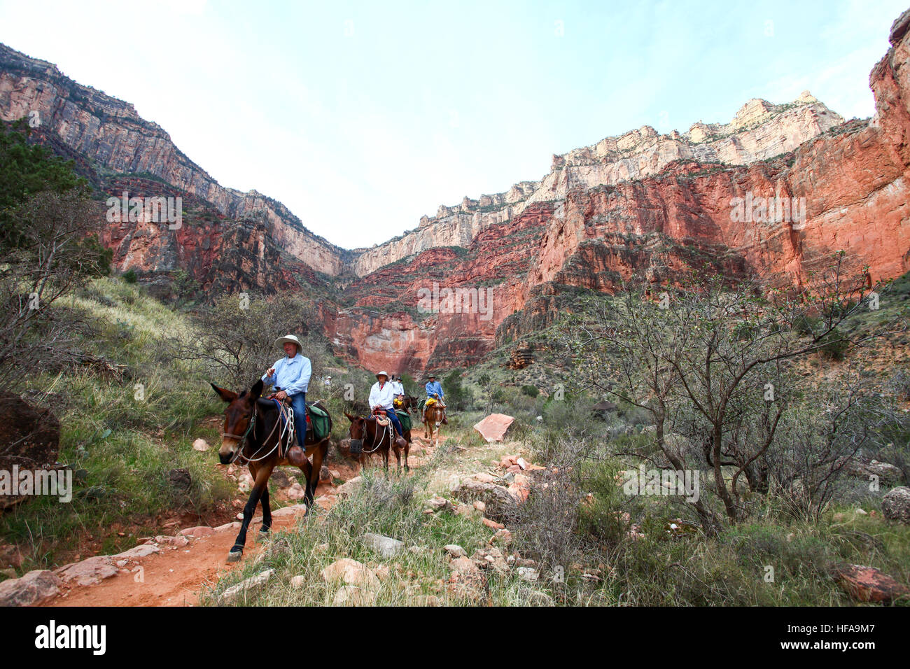 riders on mules Grand Canyon National Park, Arizona, USA Stock Photo ...