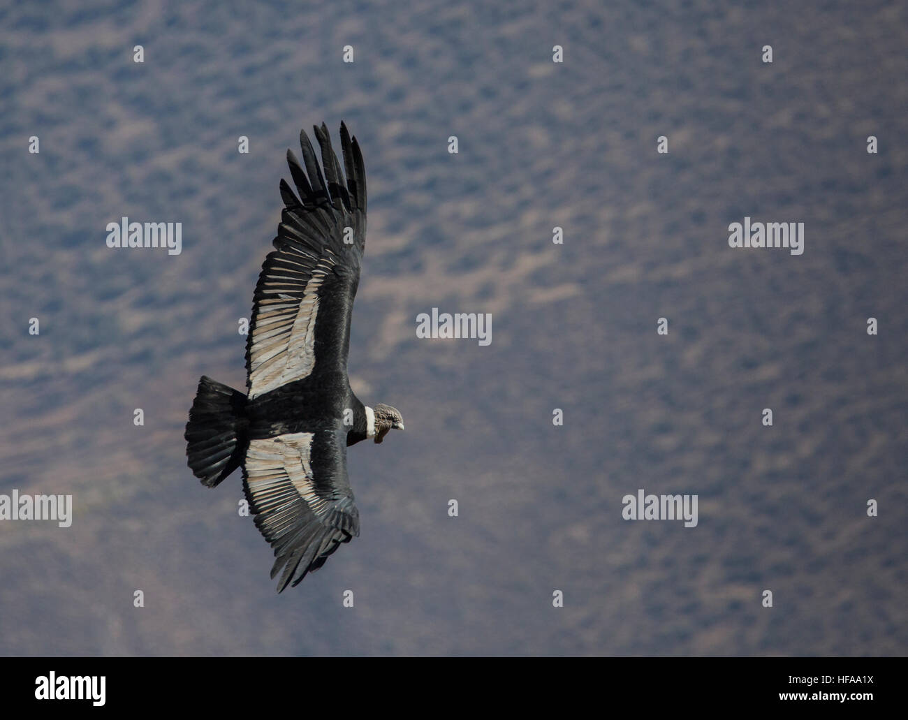 Peruvian Condor in flight in the Colca Canyon Stock Photo - Alamy