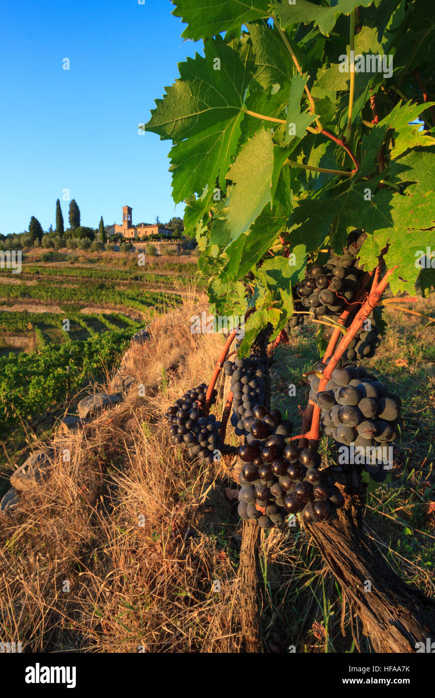 Chianti Vineyard landscape with grapes and church in autumn, Tuscany ...
