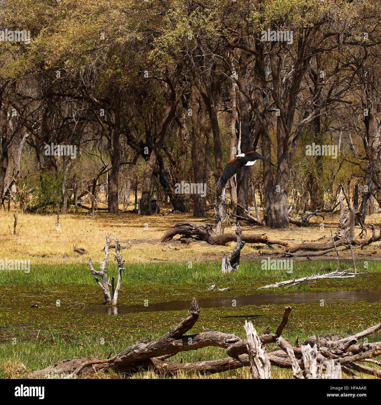 African Fish Eagle flying away over the Okavango Delta waters in ...