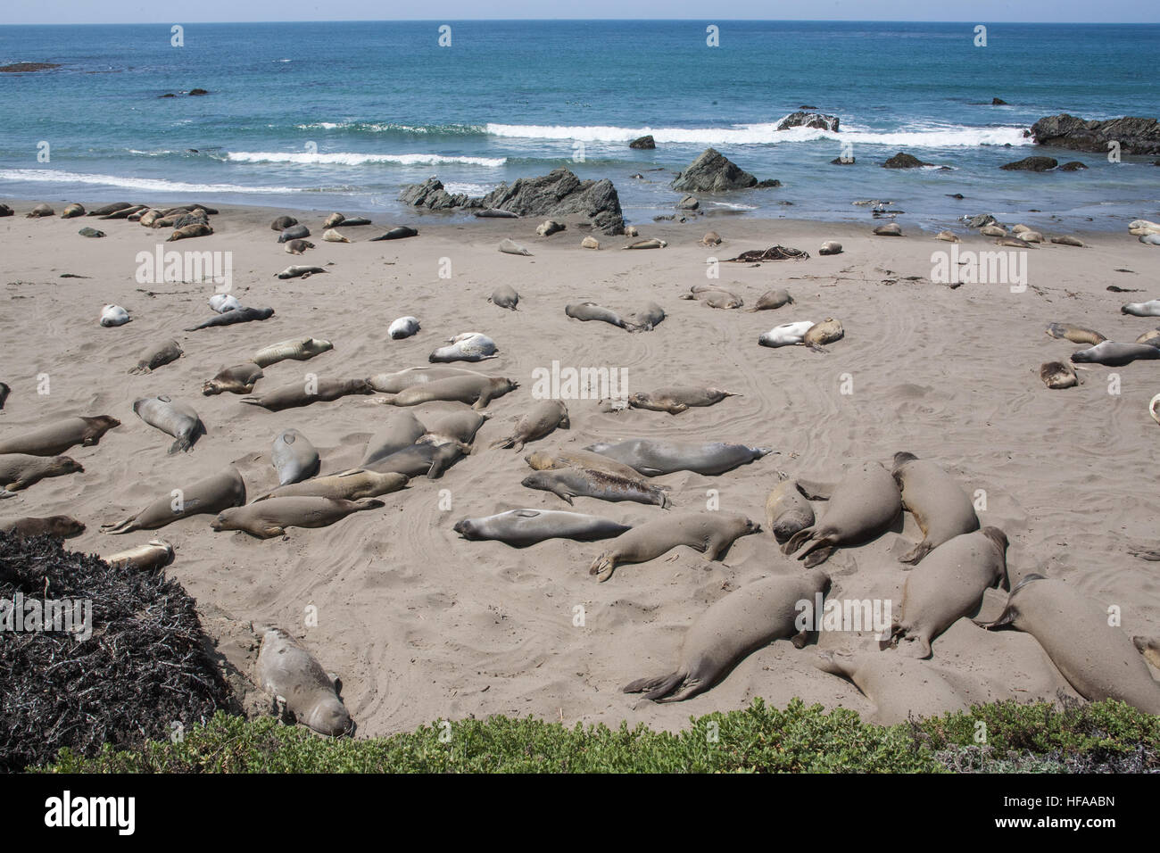 Elephant Seals molting on beach at Piedras Blancas, White Rocks ...