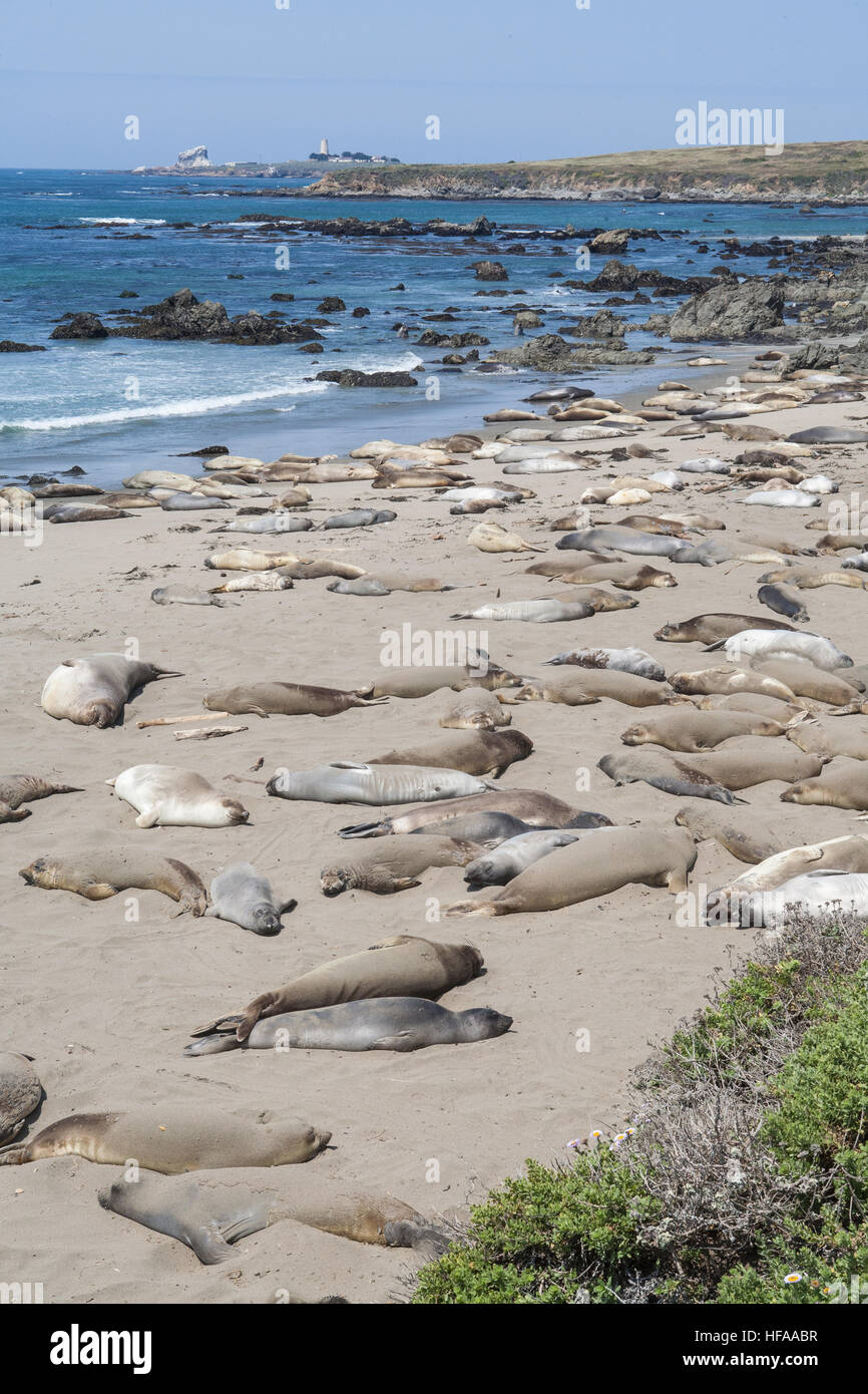 Elephant Seals molting on beach at Piedras Blancas, White Rocks ...