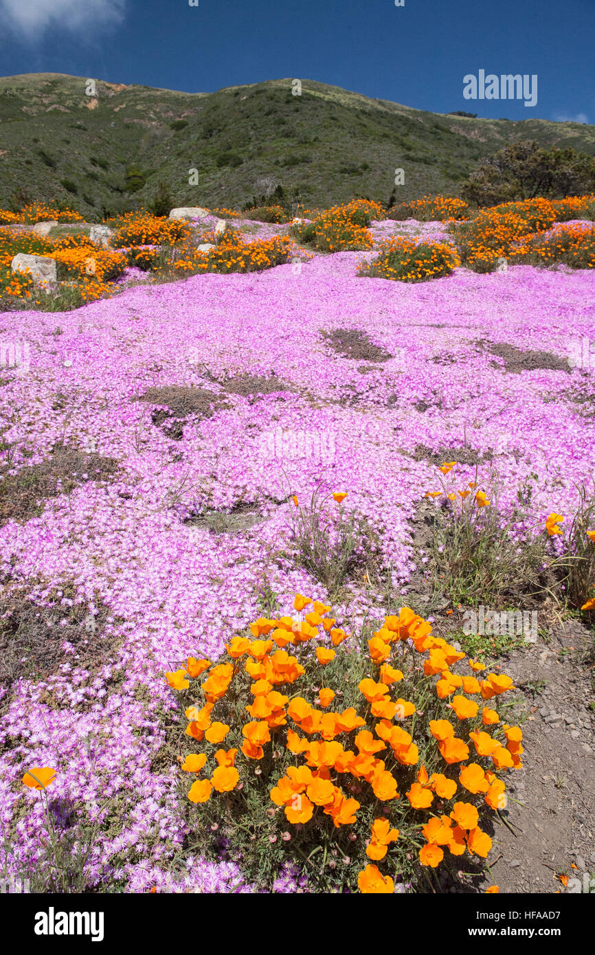Flowers in spring along National Highway 101,Pacific Coast Highway,PCH ...