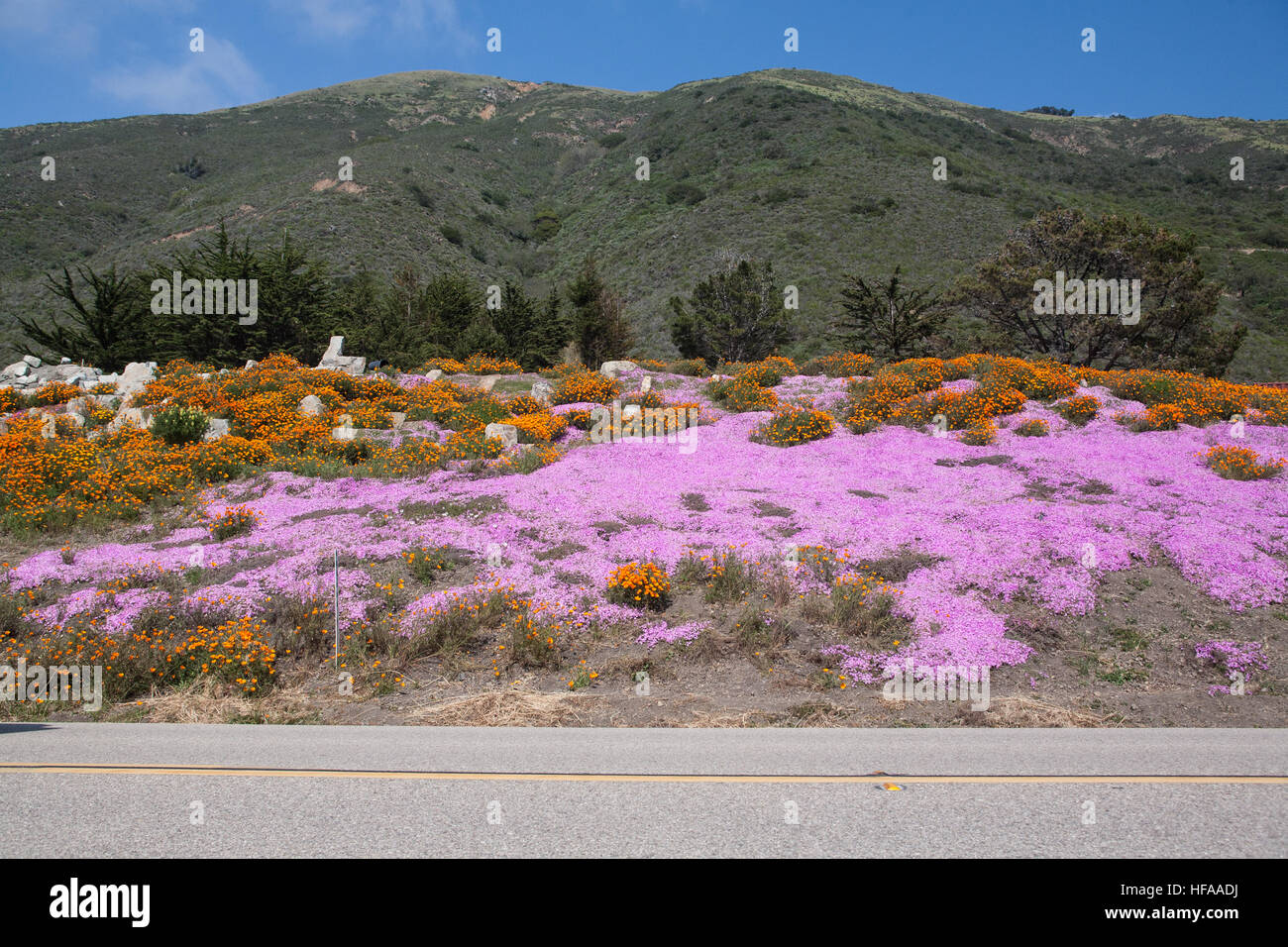 Flowers in spring along National Highway 101,Pacific Coast Highway,PCH ...