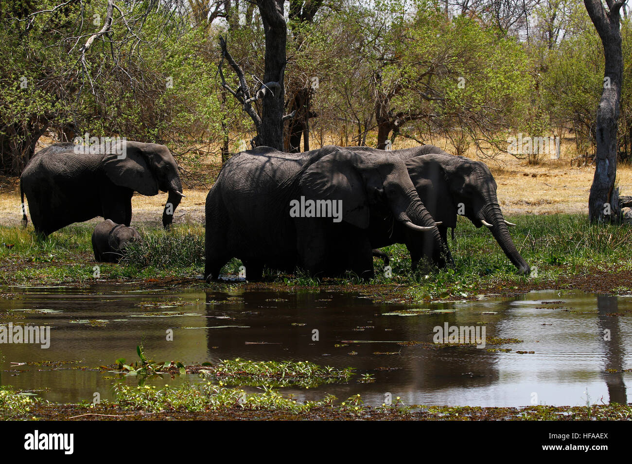 Matriarch African elephant with her cute baby & the rest of the herd in ...