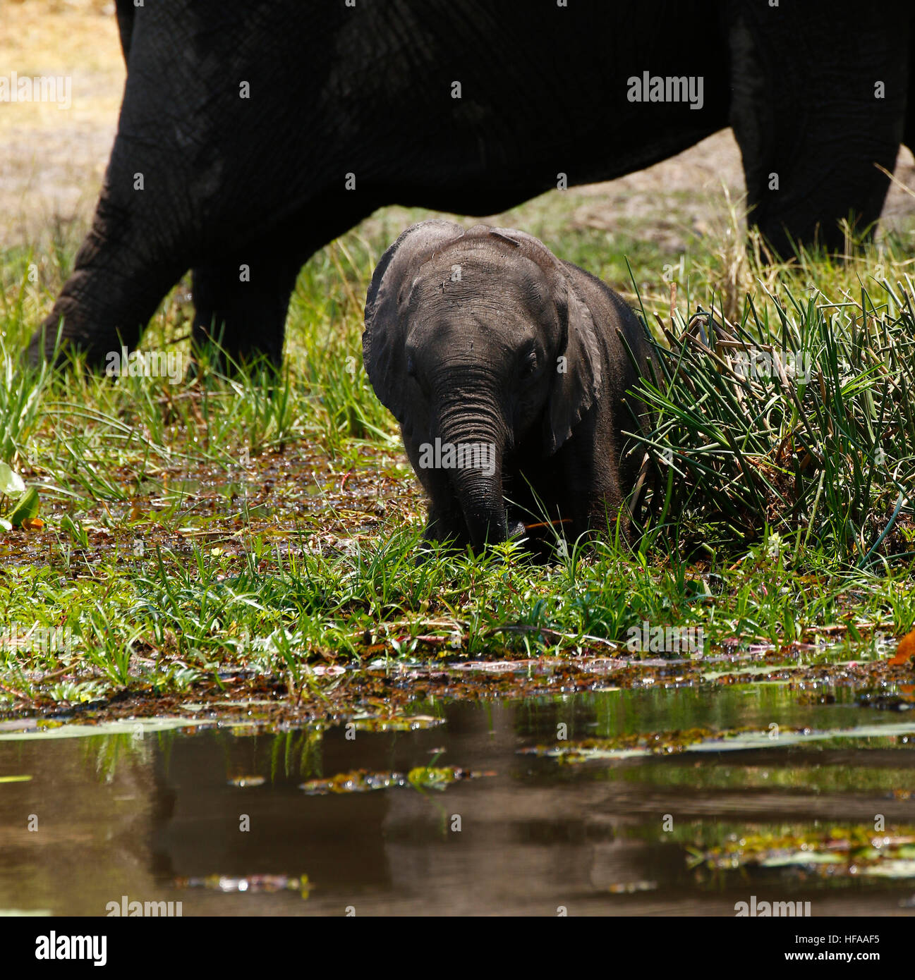 Matriarch African elephant with her cute baby & the rest of the herd in ...
