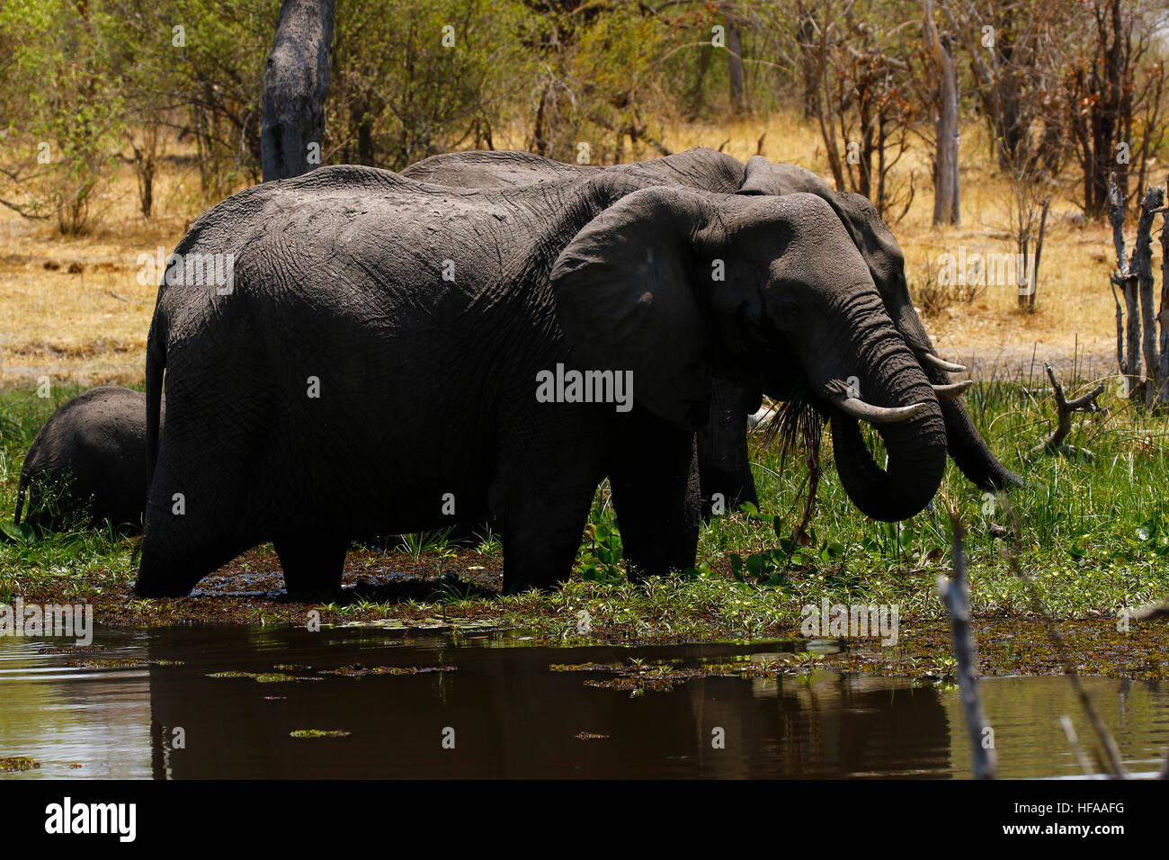 Matriarch African elephant with her cute baby & the rest of the herd in ...