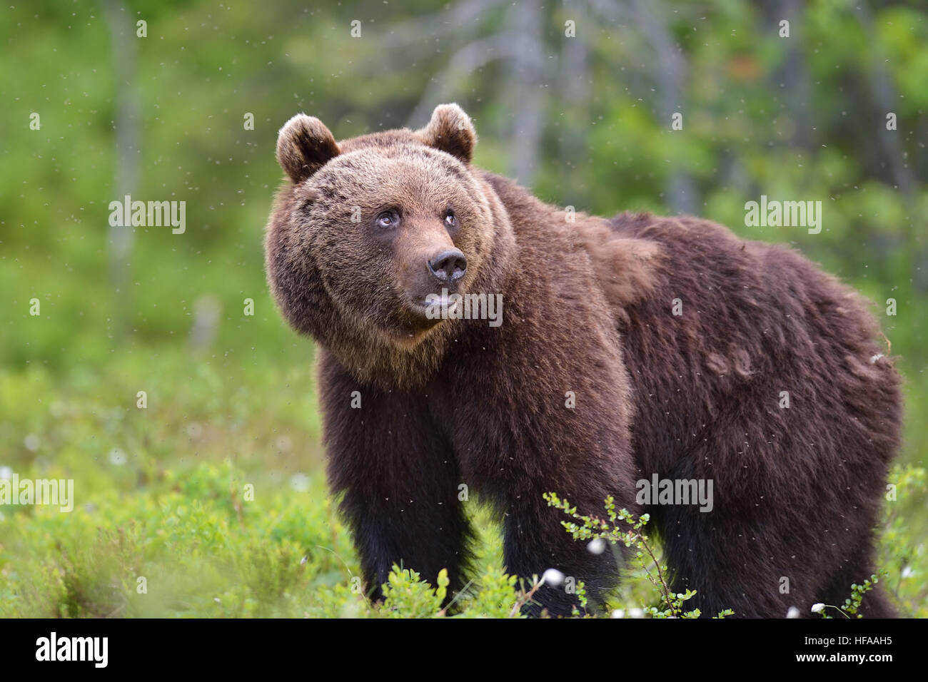 Brown bear portrait in the forest Stock Photo - Alamy