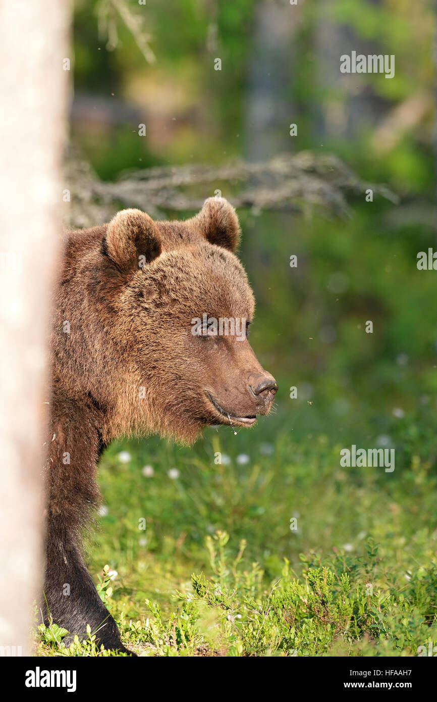 brown bear walking behind a tree Stock Photo - Alamy