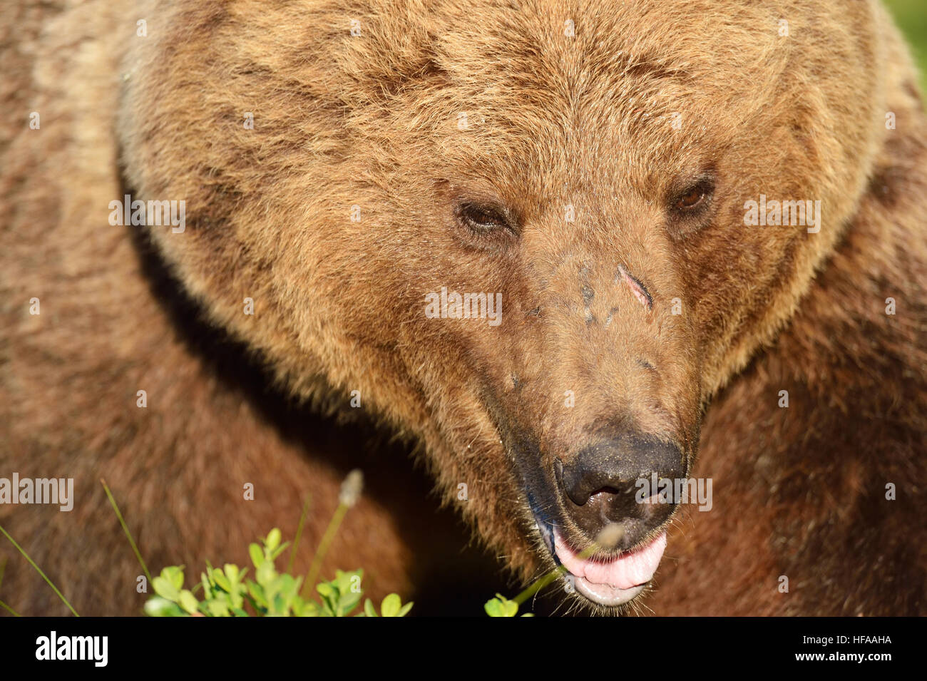 Brown bear face Stock Photo - Alamy