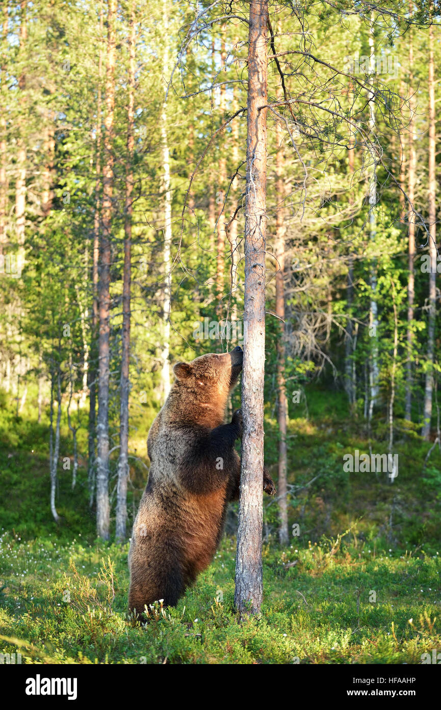 big male bear standing against a tree Stock Photo - Alamy