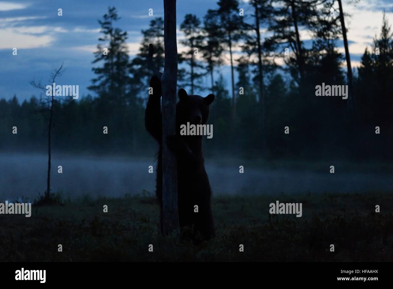Bear standing in a bog at night. Bear at night. Brown bear standing ...