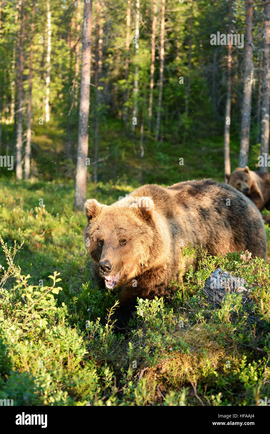 two male bear in forest Stock Photo - Alamy
