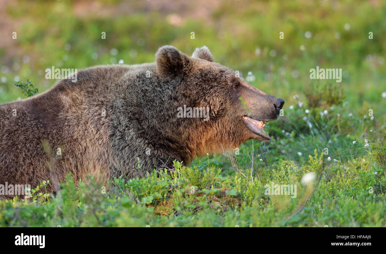 Exhausted brown bear in wild hi-res stock photography and images - Alamy