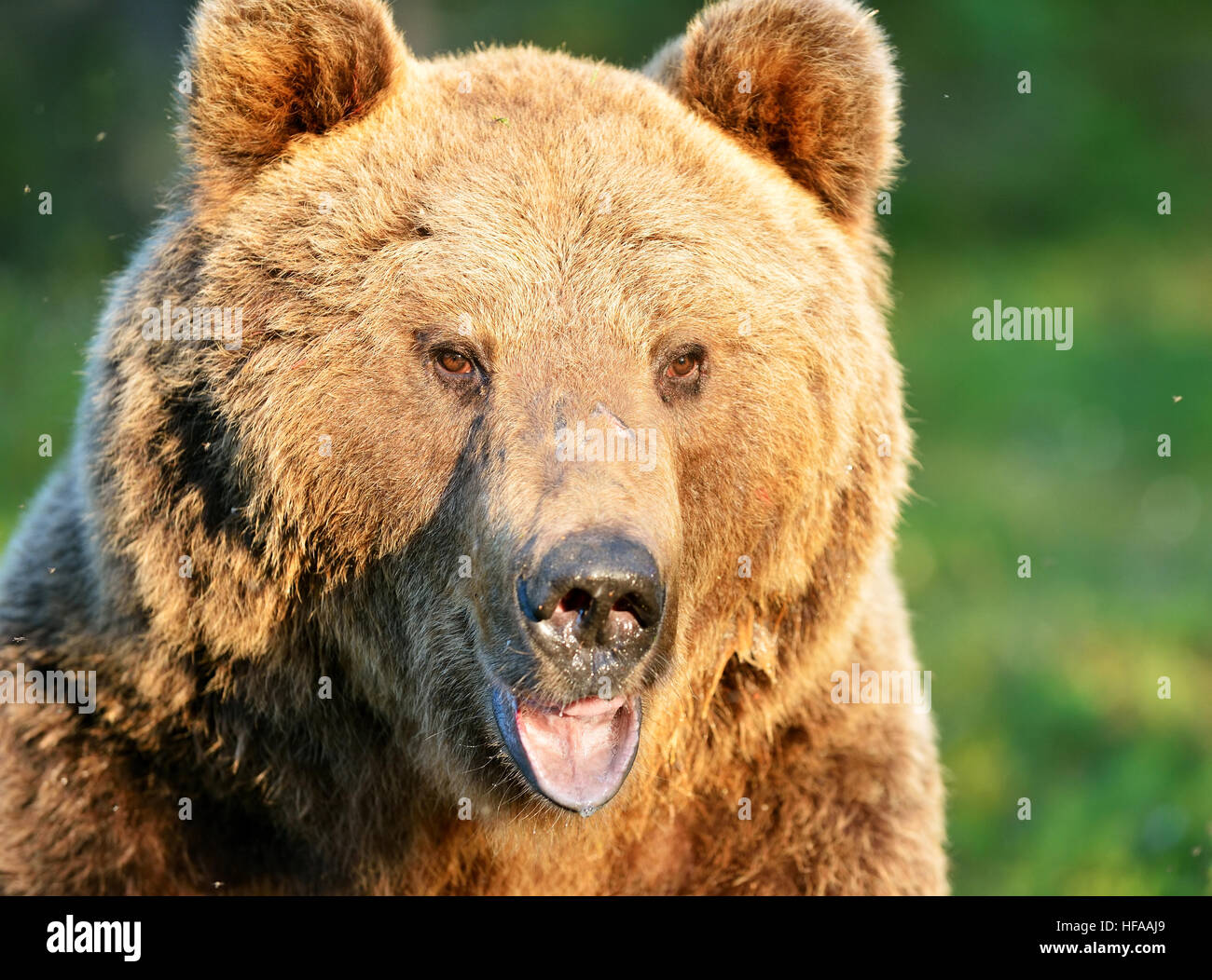 Brown bear portrait at sunset Stock Photo - Alamy