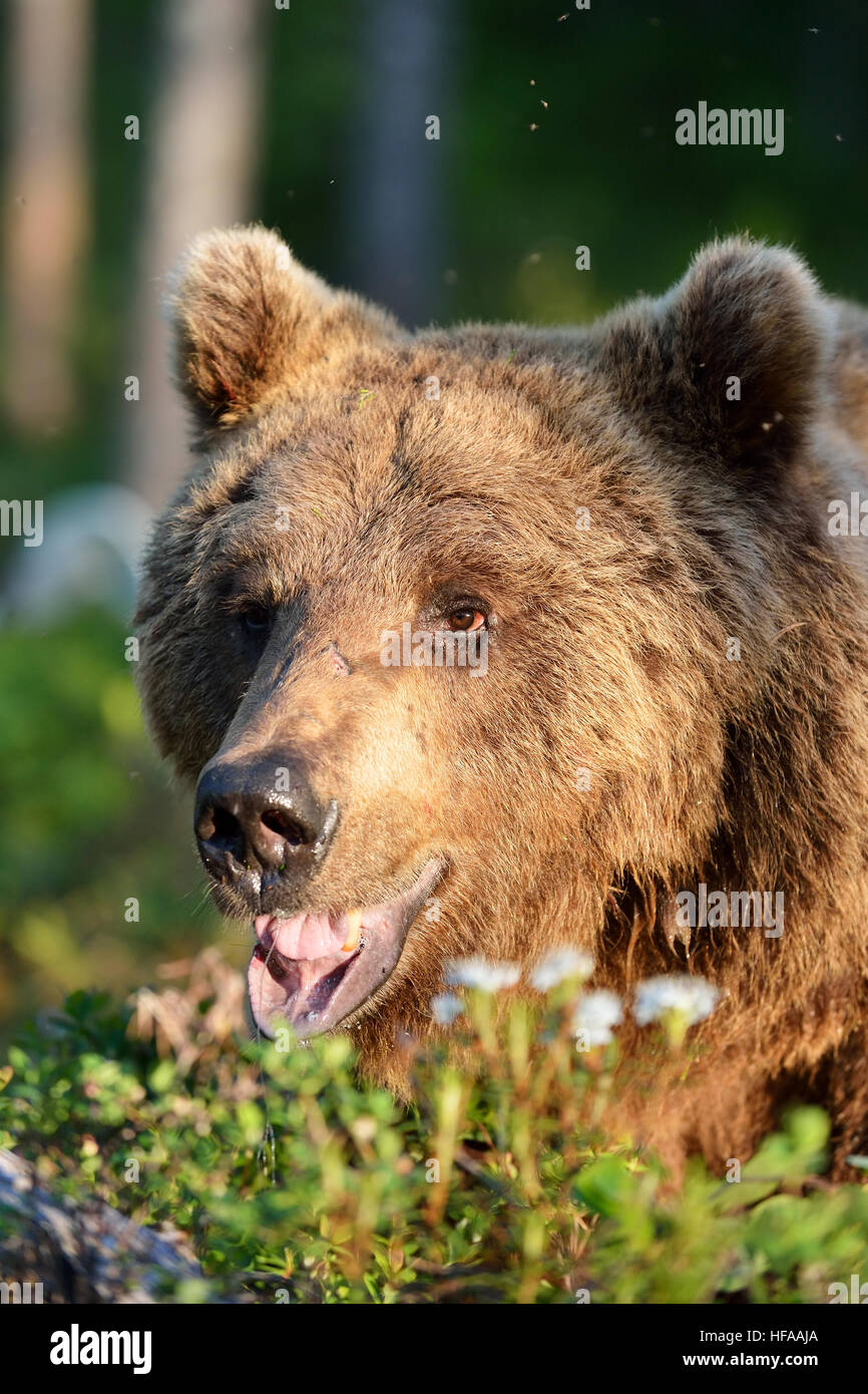 bear portrait in forest Stock Photo - Alamy