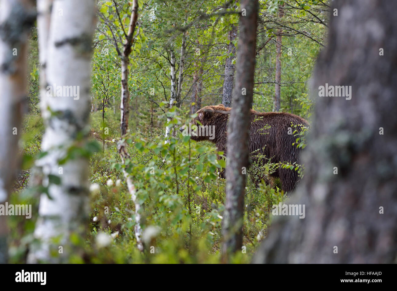 brown bear behind the trees Stock Photo - Alamy