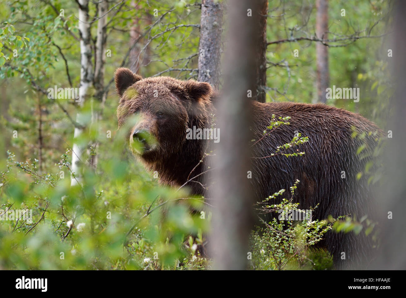Brown bear in forest behind the bushes. Big male bear. Grizzly in a ...