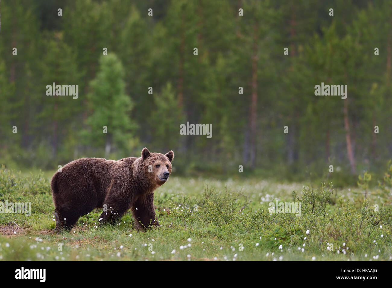Brown bear with forest background Stock Photo - Alamy