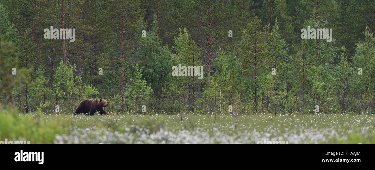brown bear in a forest landscape trees on background Stock Photo - Alamy