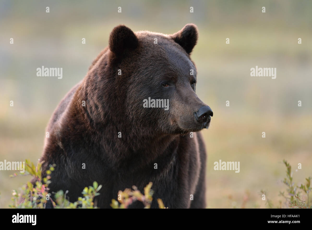 Male brown bear portrait Stock Photo - Alamy