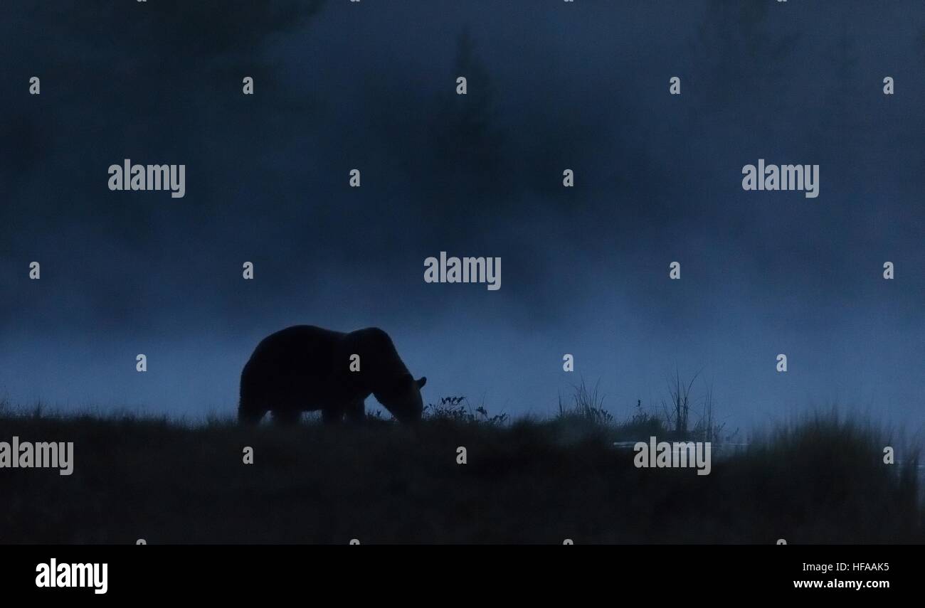 Brown bear at night in a misty taiga. Brown bear contour in the mist ...