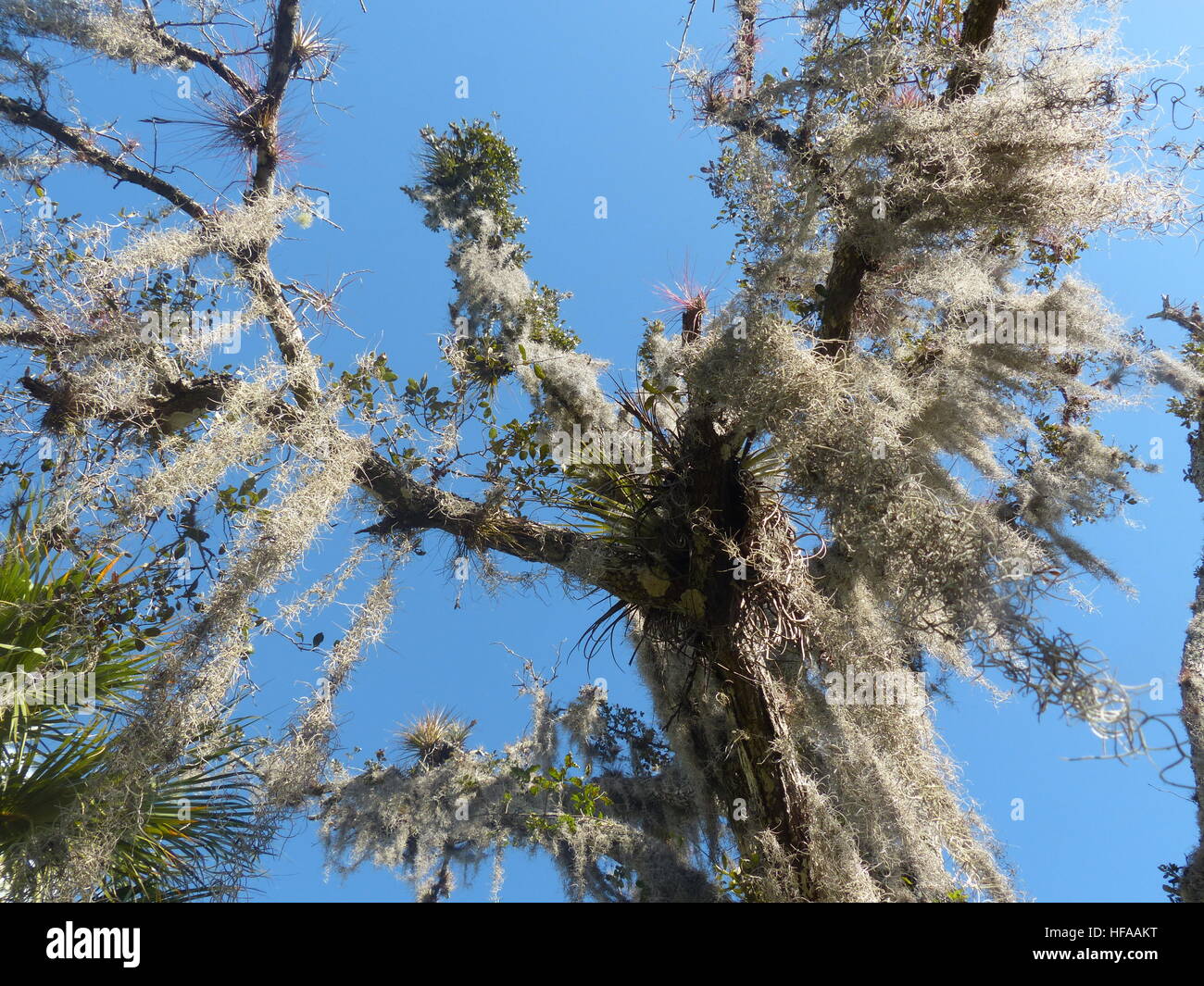 American alligator digesting in shade in Florida Everglades Stock Photo ...