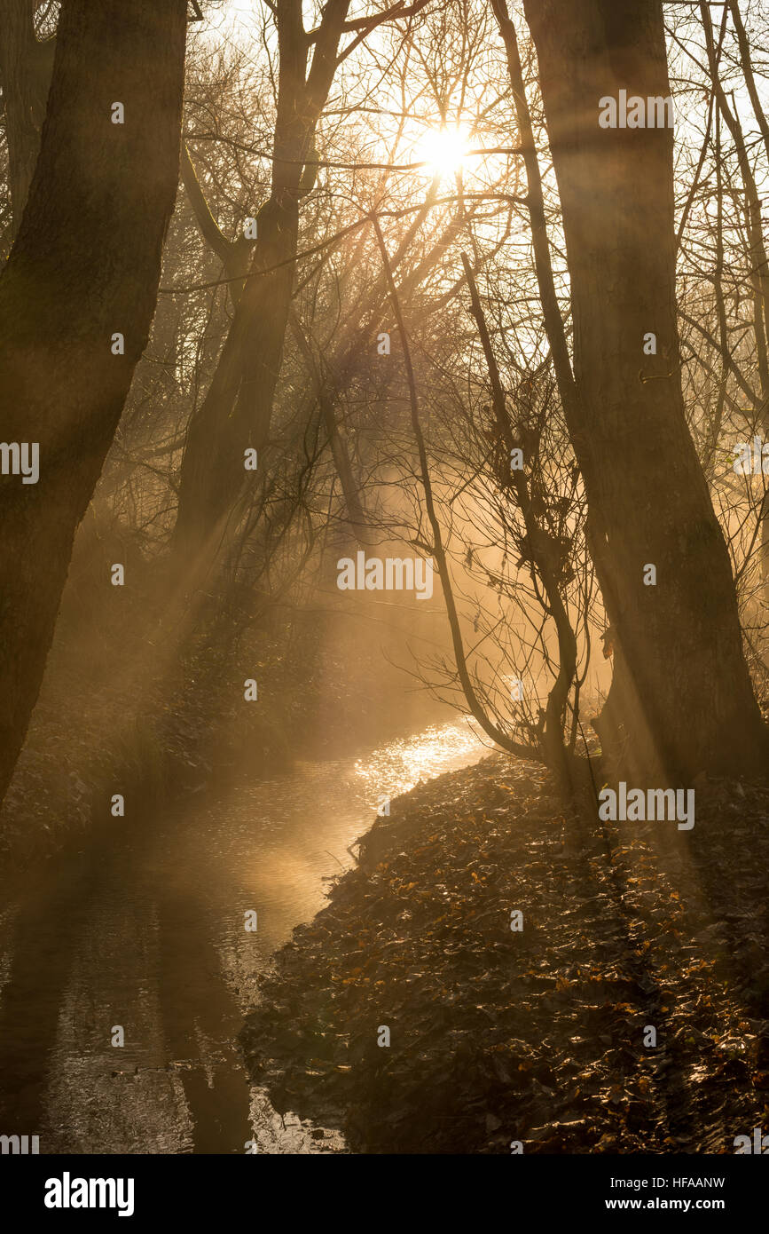 Misty morning in the woods Stock Photo - Alamy